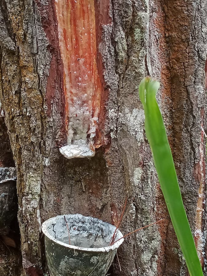 This is a Rubber Tree that Was Extracted from the Tree and that Will Be ...