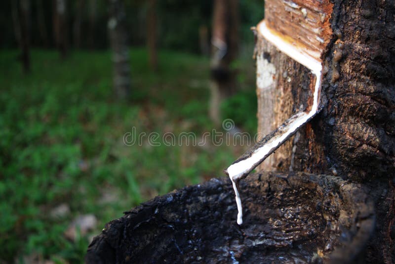 Rubber tree stock image. Image of produce, material, crop - 72299045