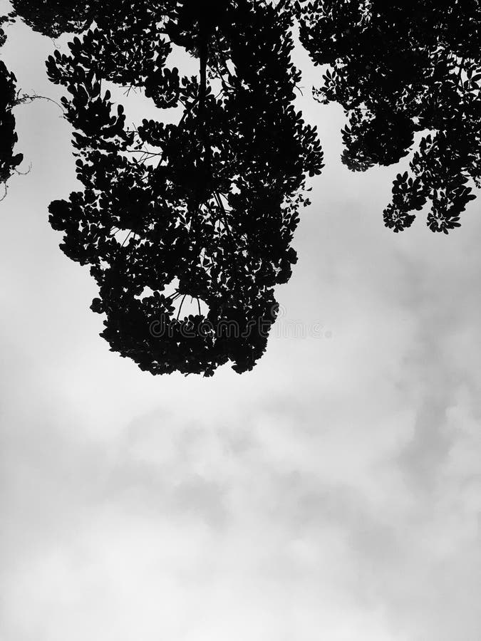 Rubber Tree White Gray Background Stock Image - Image of white, looking ...