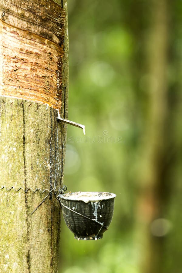 Rubber tree stock image. Image of forest, fresh, nature - 44828727