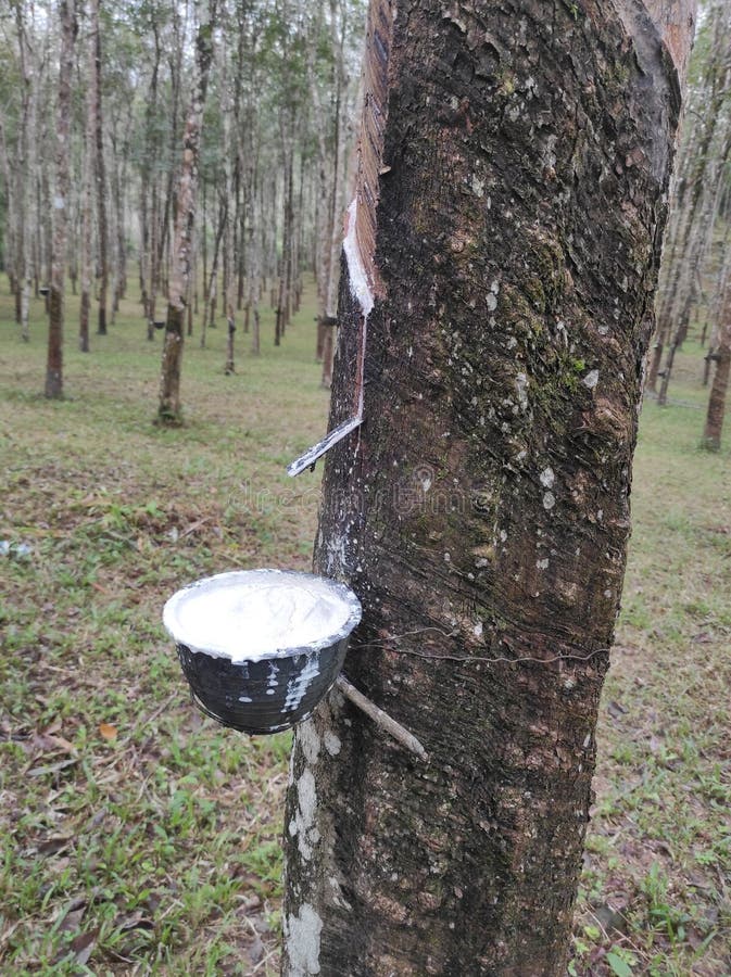 Rubber tree rubber wood stock photo. Image of plant - 255764112