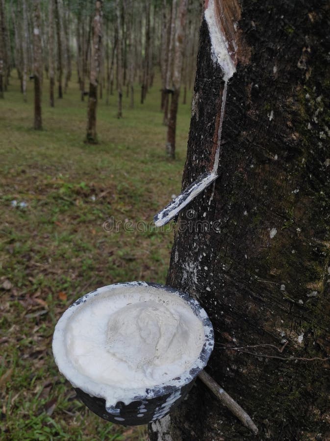 Rubber tree rubber wood stock image. Image of plant - 255764137