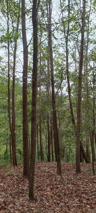 Rubber Tree Wood in the Afternoon Photo Stock Photo - Image of wood ...