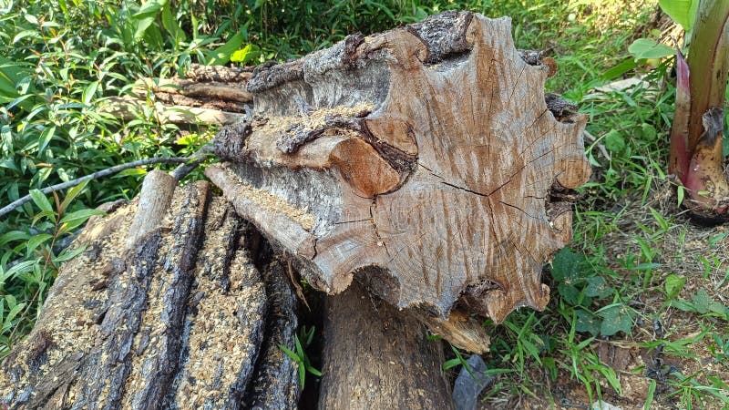 Rubber Tree Wood Cuttings for Firewood Stock Image - Image of rubber ...