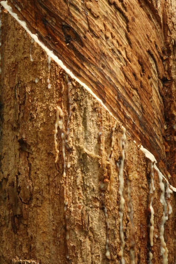 Rubber trees stock image. Image of basic, latex, lumber - 25416799