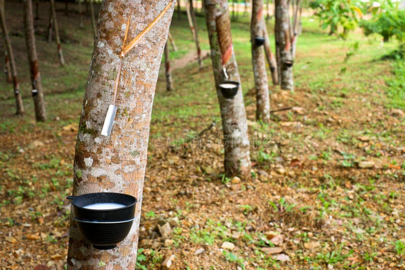 Rubber trees stock photo. Image of asia, rural, tapping - 28645152