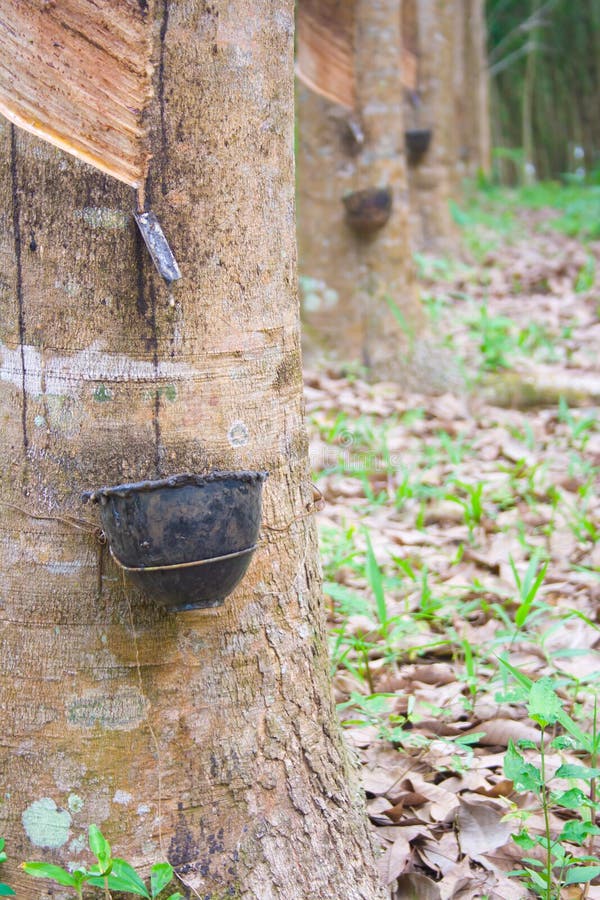 Rubber trees being felled. stock image. Image of background - 30656921