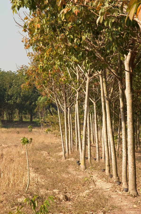 Rubber trees stock photo. Image of plantation, fresh - 29316294