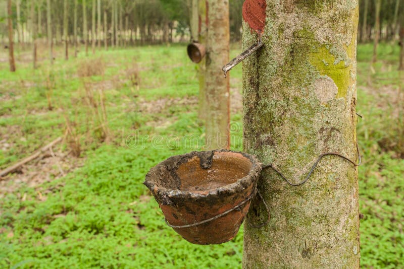 Rubber trees. stock image. Image of green, stick, branch - 29484915