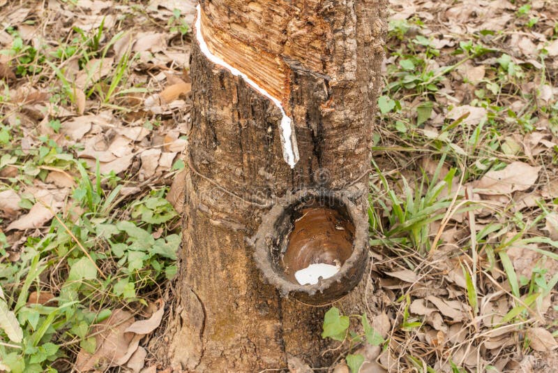 Rubber trees. stock image. Image of natural, drip, agriculture - 29699819