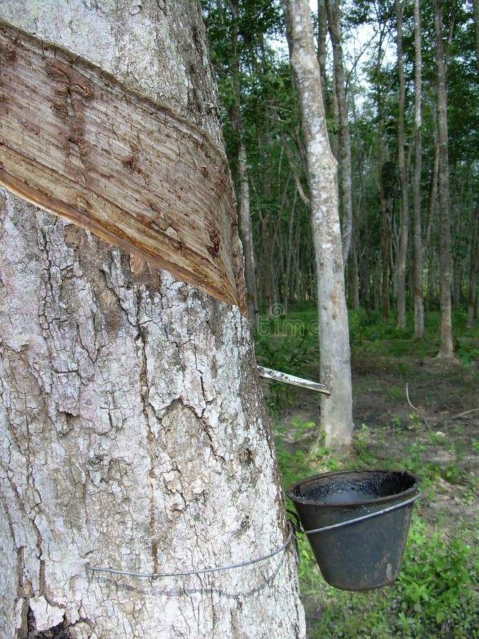 Collecting rubber tree sap stock photo. Image of collect - 73337548