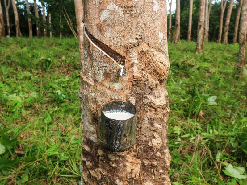 Rubber Trees and Bowls Full of Thick White Latex Stock Photo - Image of ...