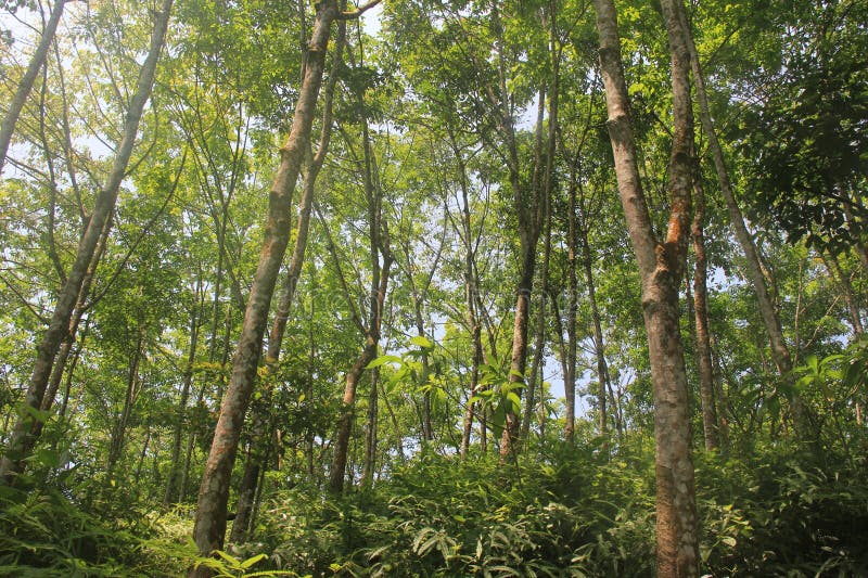 Rubber Trees Cultivation, Sri Lanka Stock Photo - Image of grove, leaf ...
