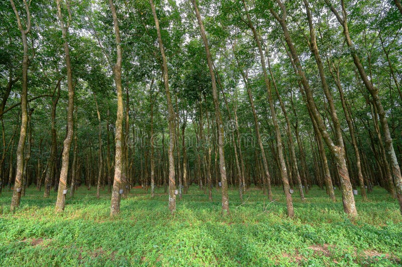Rubber Trees with Cuts in the Bark Stock Photo - Image of brazil, cuts ...