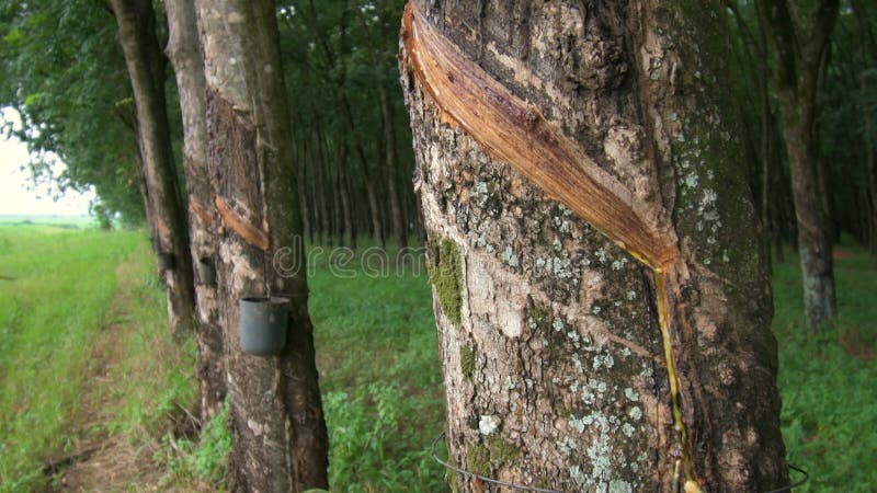Rubber Trees with Cuts in the Bark Stock Video - Video of growing ...