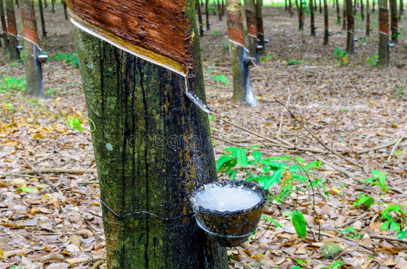 Rubber trees stock photo. Image of collection, bush, crop - 31337380