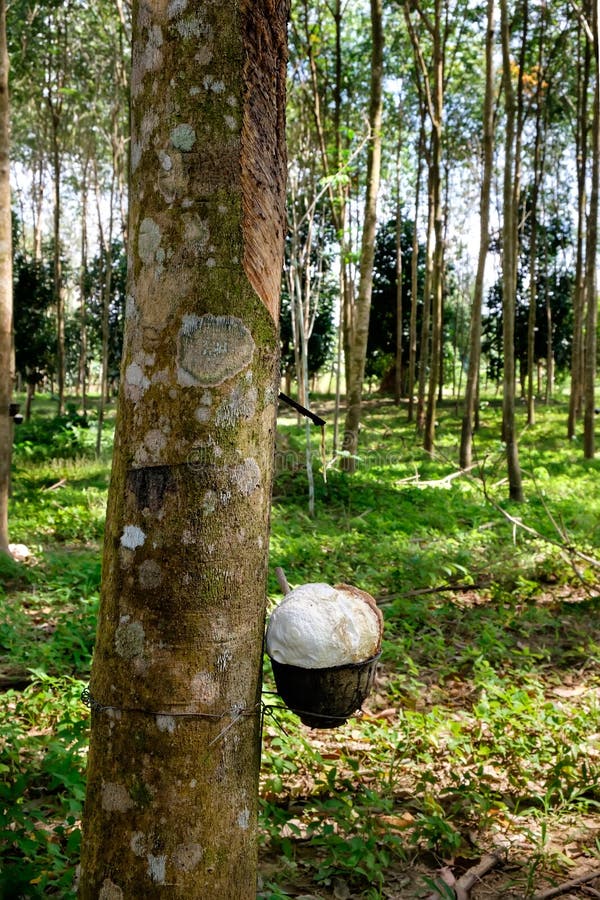 Rubber trees farm stock photo. Image of garden, drop - 71376968
