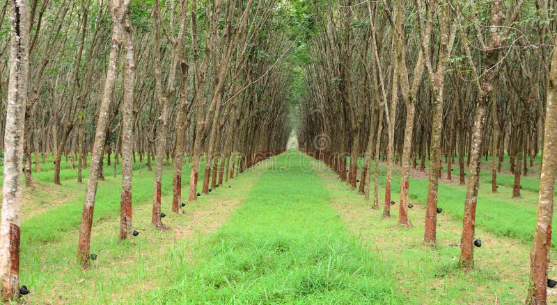 Rubber trees at Vietnam stock image. Image of forest - 28802367