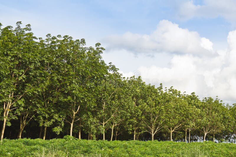 Rubber trees forest stock image. Image of rainforest - 25761777