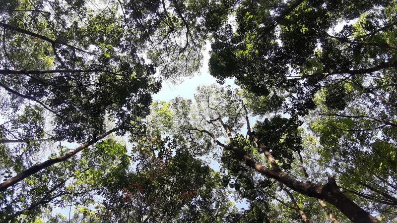Rubber Trees in the Forest View from Bottom Stock Image - Image of ...