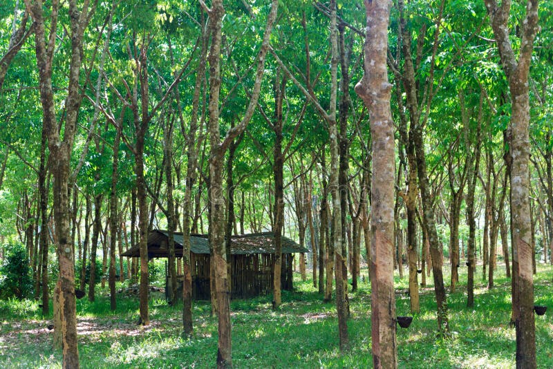 Rubber trees stock image. Image of cultivated, angle - 50928271