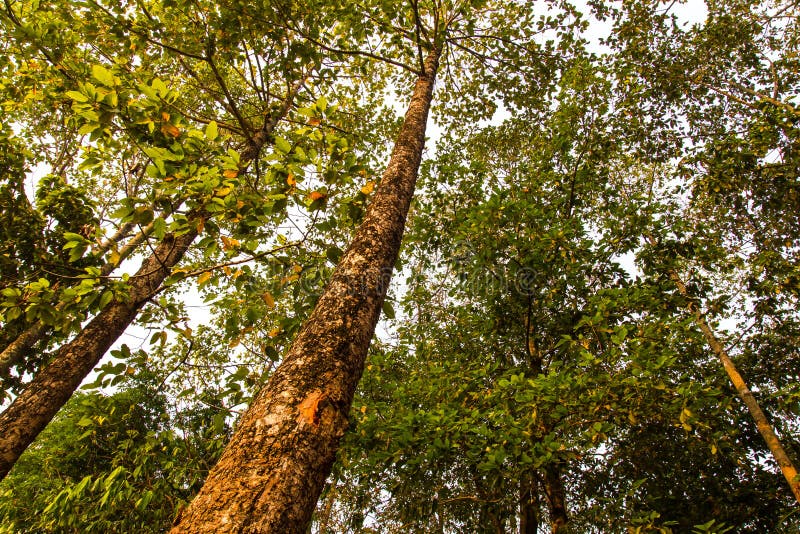 Rubber trees stock photo. Image of jungle, green, plant - 49480688