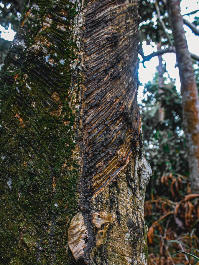 Rubber Trees that are No Longer Used Stock Photo - Image of longer ...