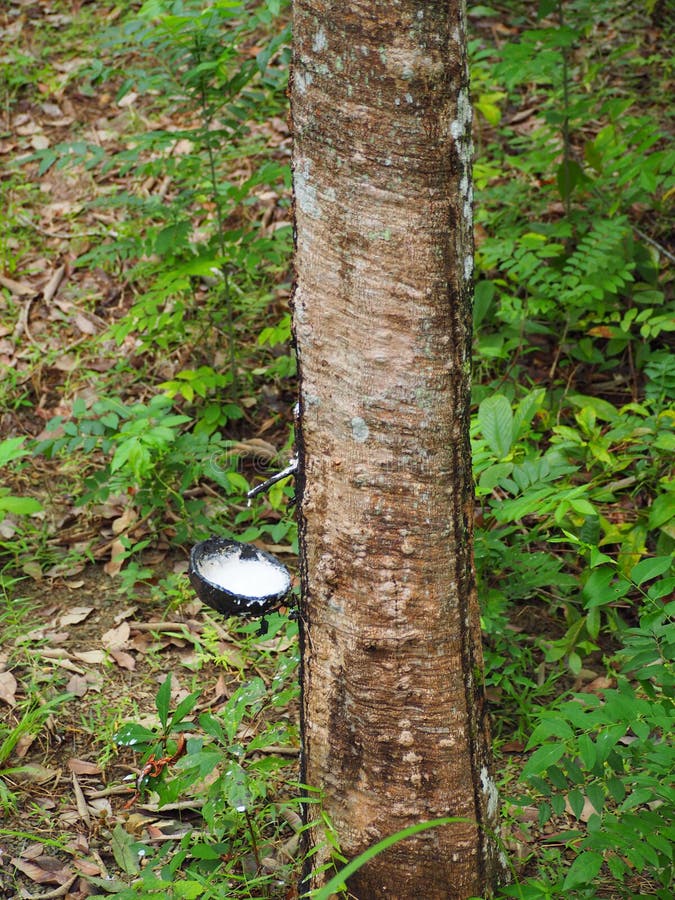 Rubber trees stock photo. Image of elastic, forest, bowl - 128504068