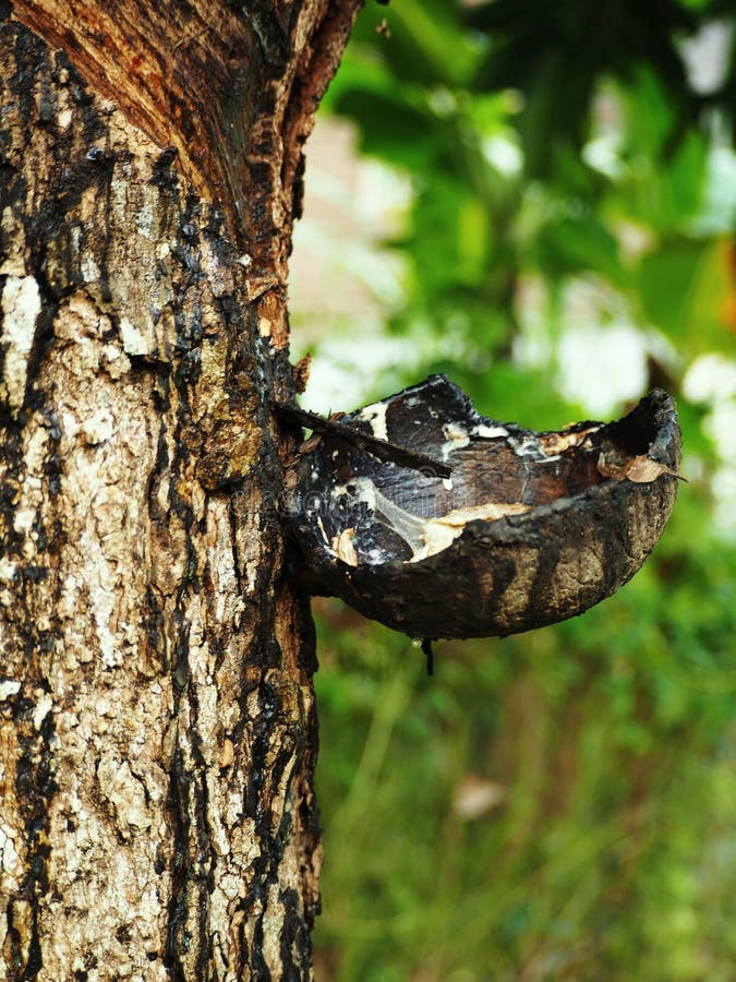 Rubber trees stock photo. Image of coconutshell, economy - 80611084
