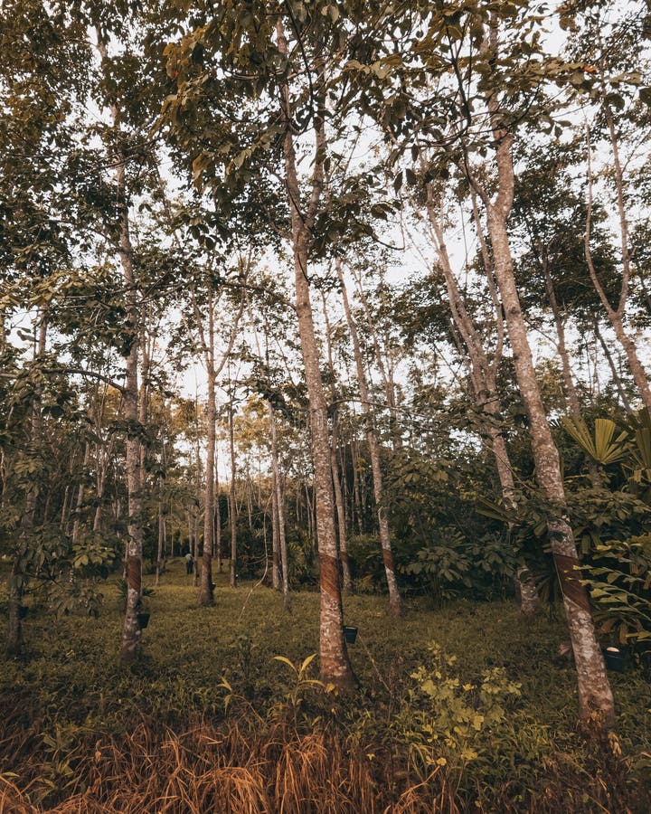 Rubber Plantation in the Tropical Jungle Stock Photo - Image of branch ...
