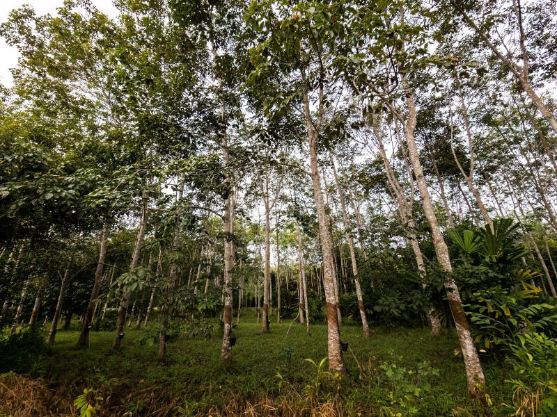 Rubber Trees in the Plantation Stock Photo - Image of thailand, white ...