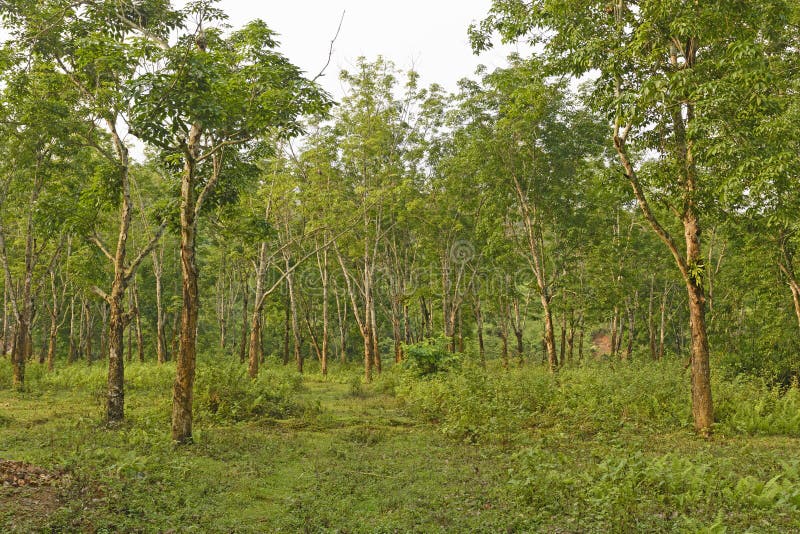 1,271 Assam Plantation Stock Photos - Free & Royalty-Free Stock Photos ...