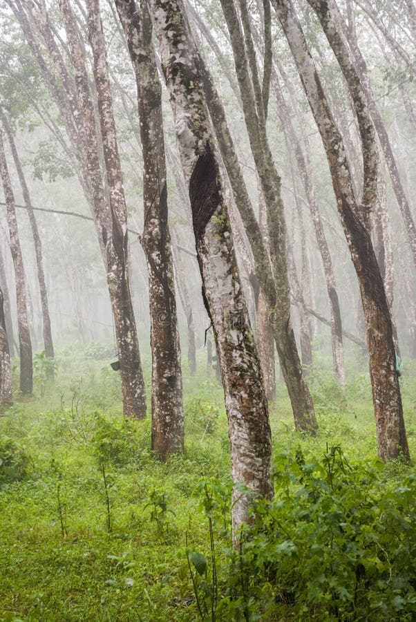 Rubber trees plantation stock photo. Image of caoutchouc - 71517524
