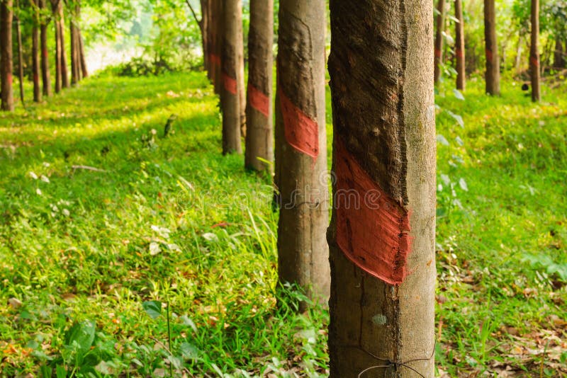 Rubber Trees Planted in Beautiful Rows. Stock Image - Image of tunnel ...