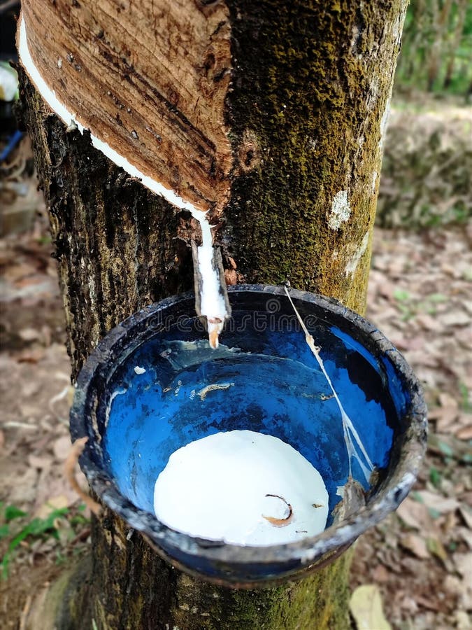 Rubber Trees Produce Latex Which Will Be Used for the Rubber Industry ...