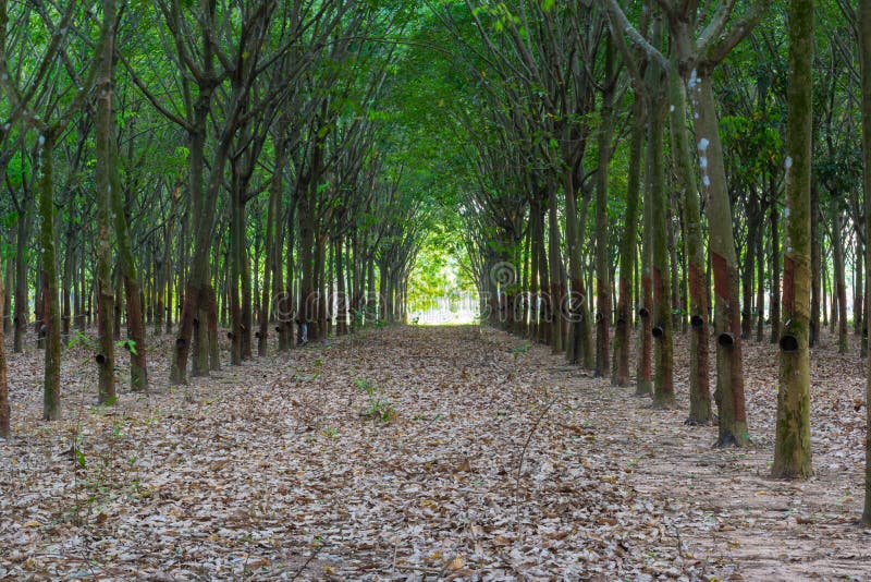 Rubber trees in row stock image. Image of bowl, trunk - 70139943
