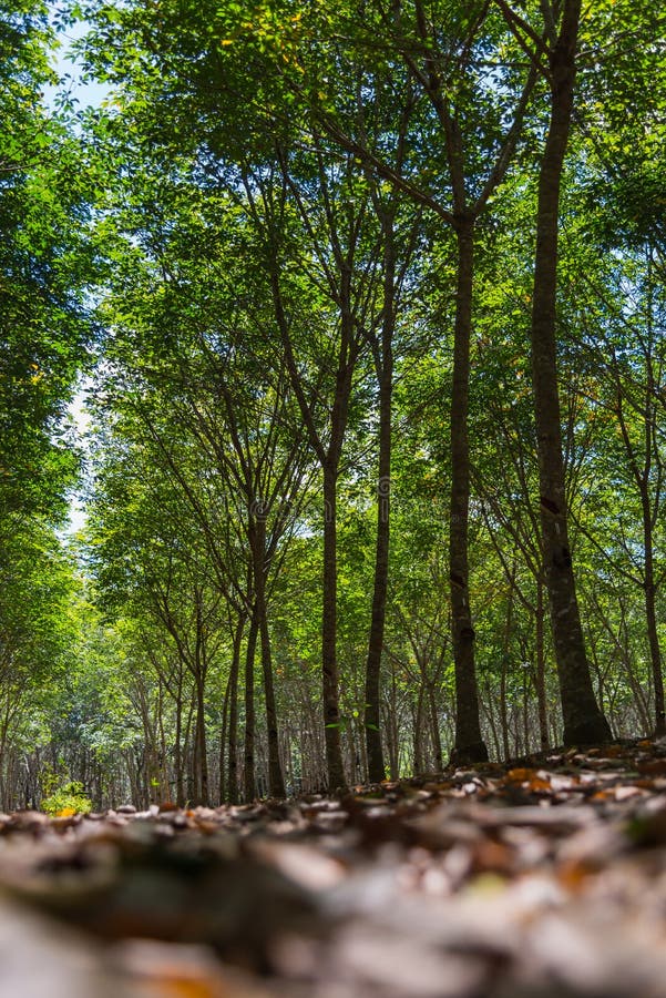 Rubber Trees in the Row for Rubber Tree Farm in Thailand Stock Photo ...