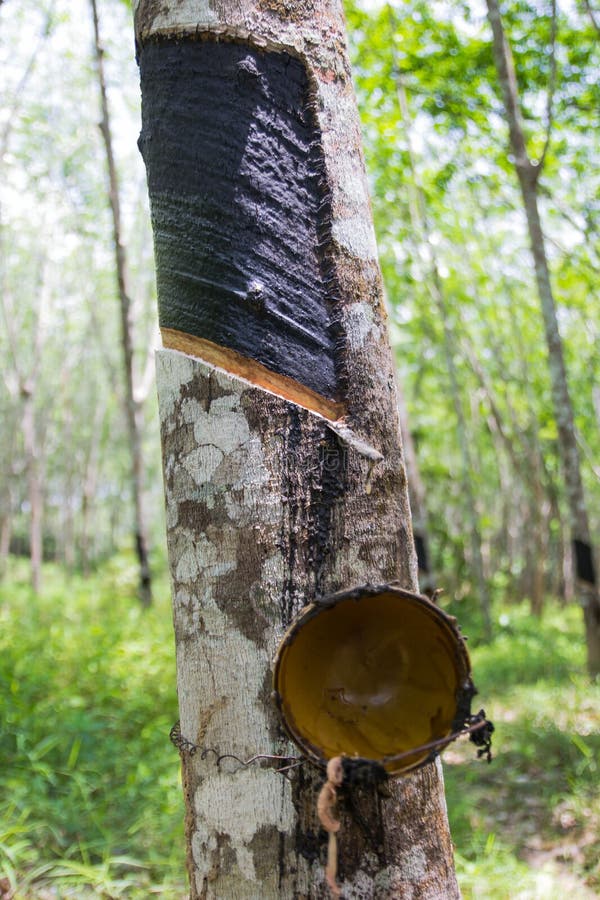 Rubber trees. stock image. Image of grass, leaves, landscape - 40142033