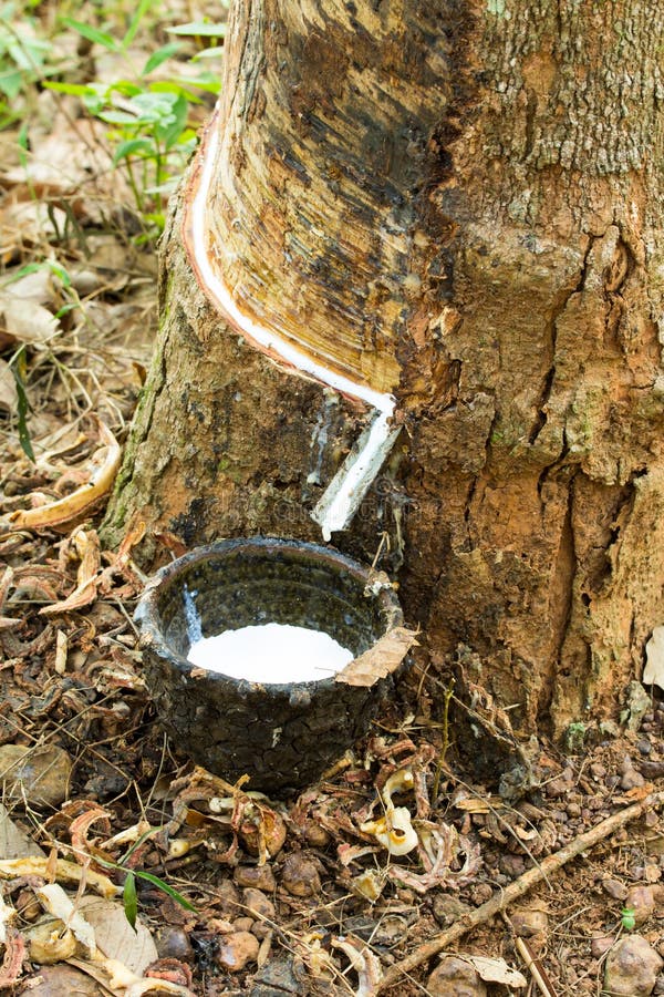 Rubber trees stock image. Image of bowl, milk, plant - 30431499