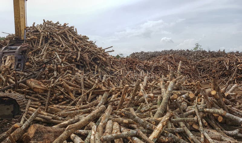 Rubber trees timber stock photo. Image of wood, trees - 75249398