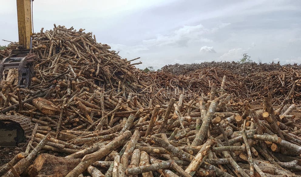 Rubber trees timber stock photo. Image of wood, trees - 75249398