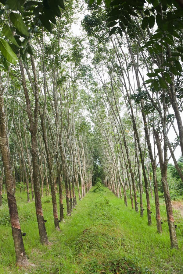 Rubber trees stock photo. Image of lush, milk, drop - 229141794