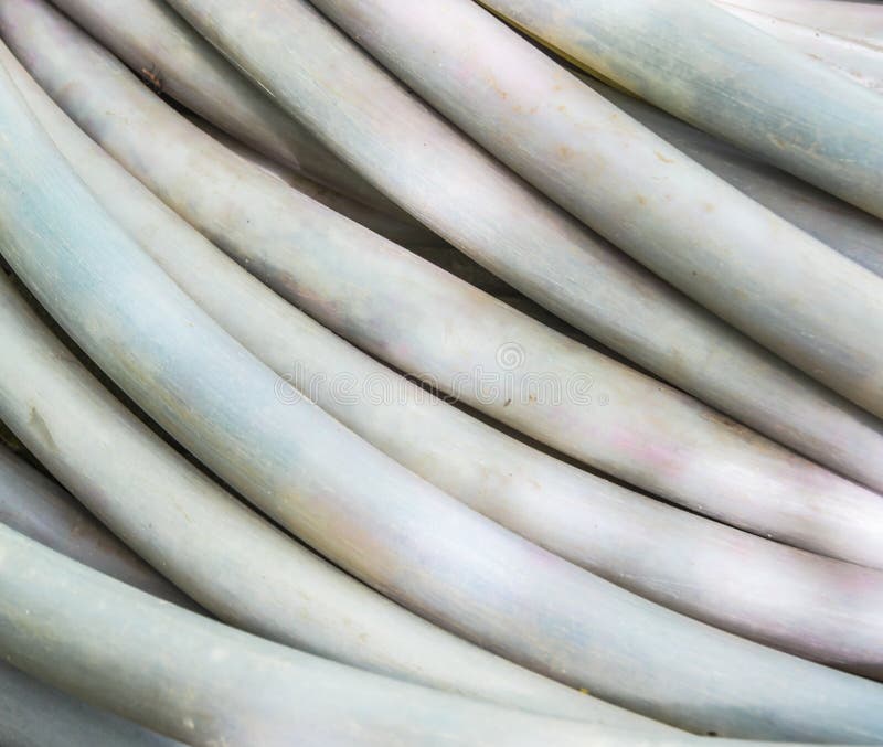Rubber tube stock photo. Image of pipe, vulcanization - 41702832