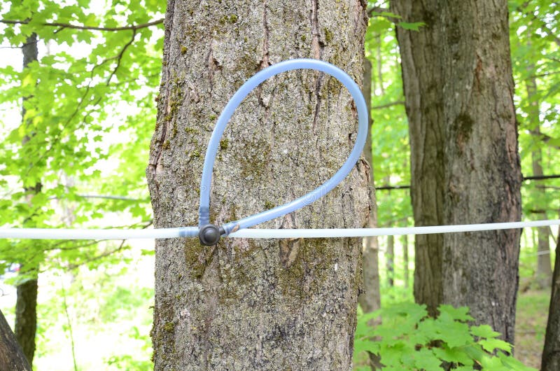 Rubber Tubes for Maple Syrup Collecting in Forest or Woods Stock Photo ...