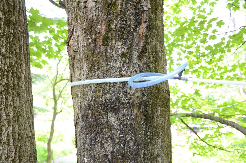 Rubber Tubes for Maple Syrup Collecting in Forest or Woods Stock Photo ...