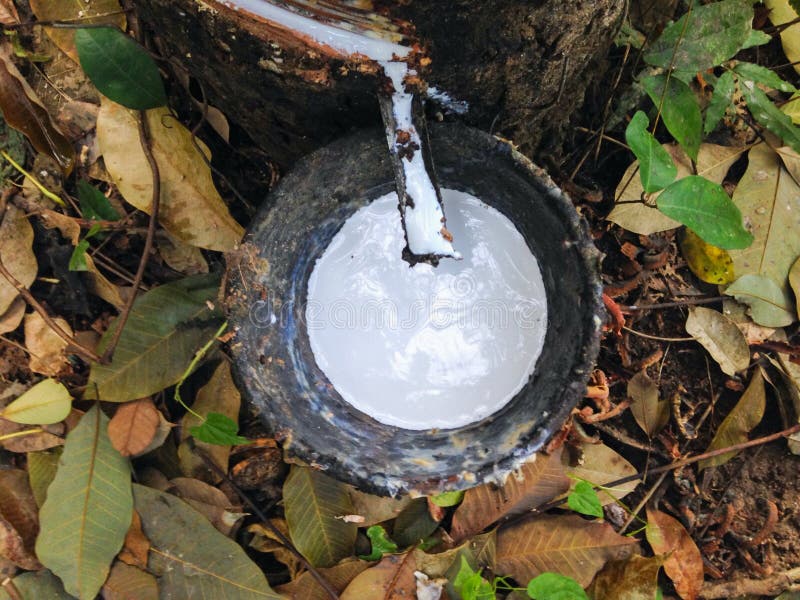 Rubber water stock photo. Image of brasiliensis, rubber - 43849734