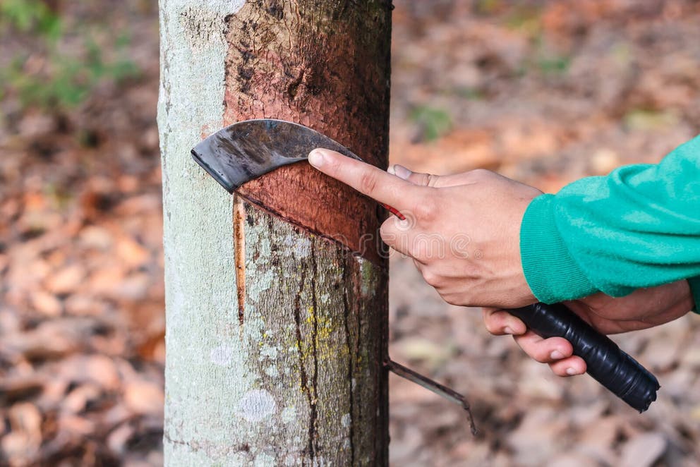 Rubber workers stock photo. Image of farmland, tree, knife - 39360516