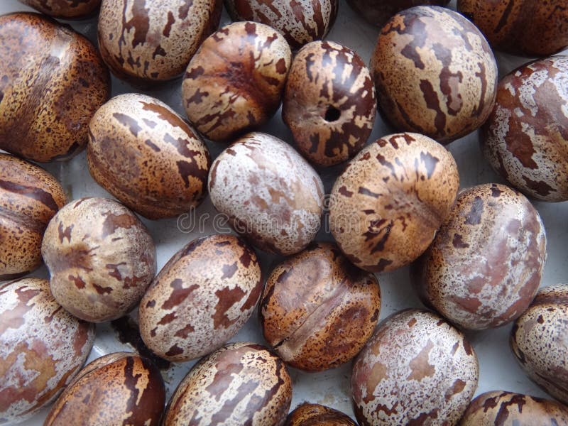 Zeeds Stock Photos - Free & Royalty-Free Stock Photos from Dreamstime