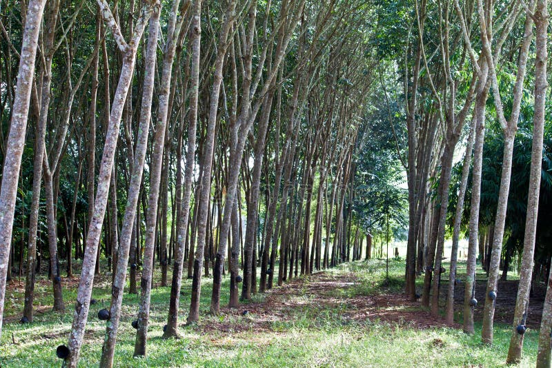 Indische Rubberboom stock foto. Image of indië, china - 39979124