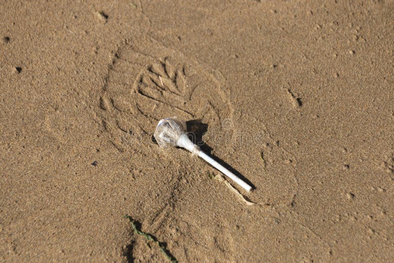 Rubbish on the beach stock image. Image of close, animals - 256540389